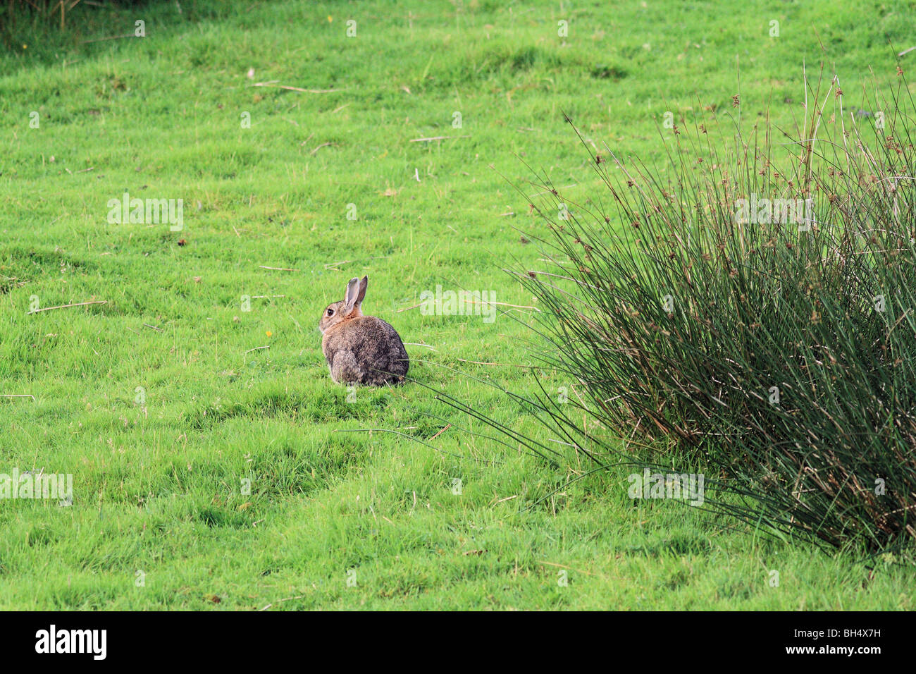 Rabbit field hi-res stock photography and images - Alamy