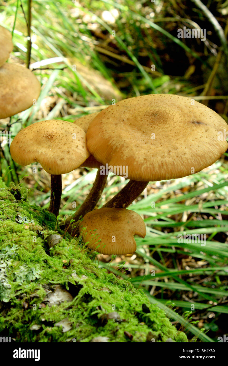 Wild fungus in deciduous woodland at Kinlochleven Stock Photo - Alamy