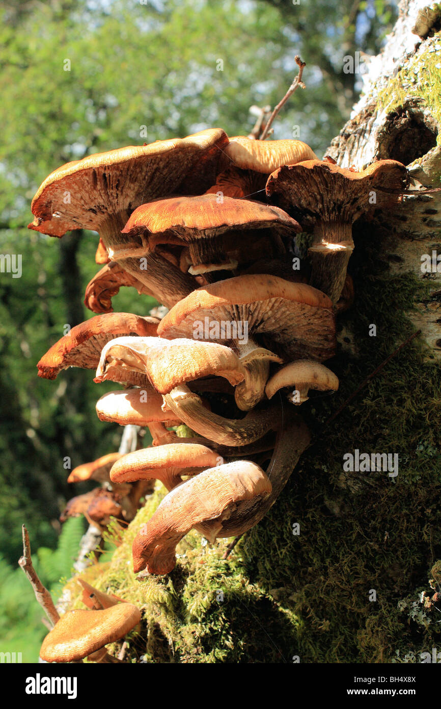 Trunk with tree fungi hi-res stock photography and images - Alamy