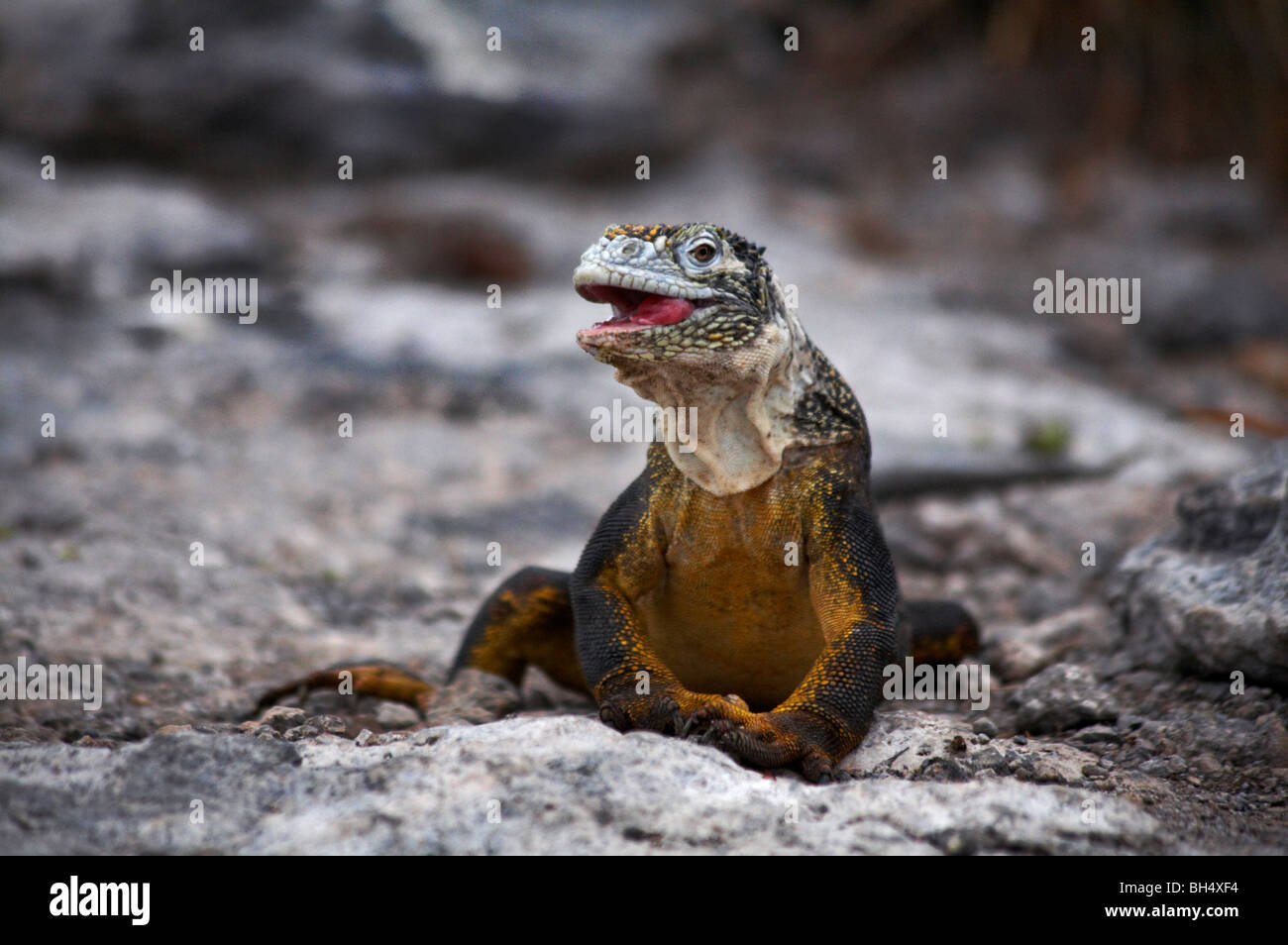 Giant Iguana Galapagos
