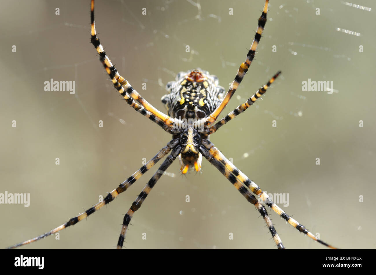 Female Garden orb-web spider Stock Photo - Alamy