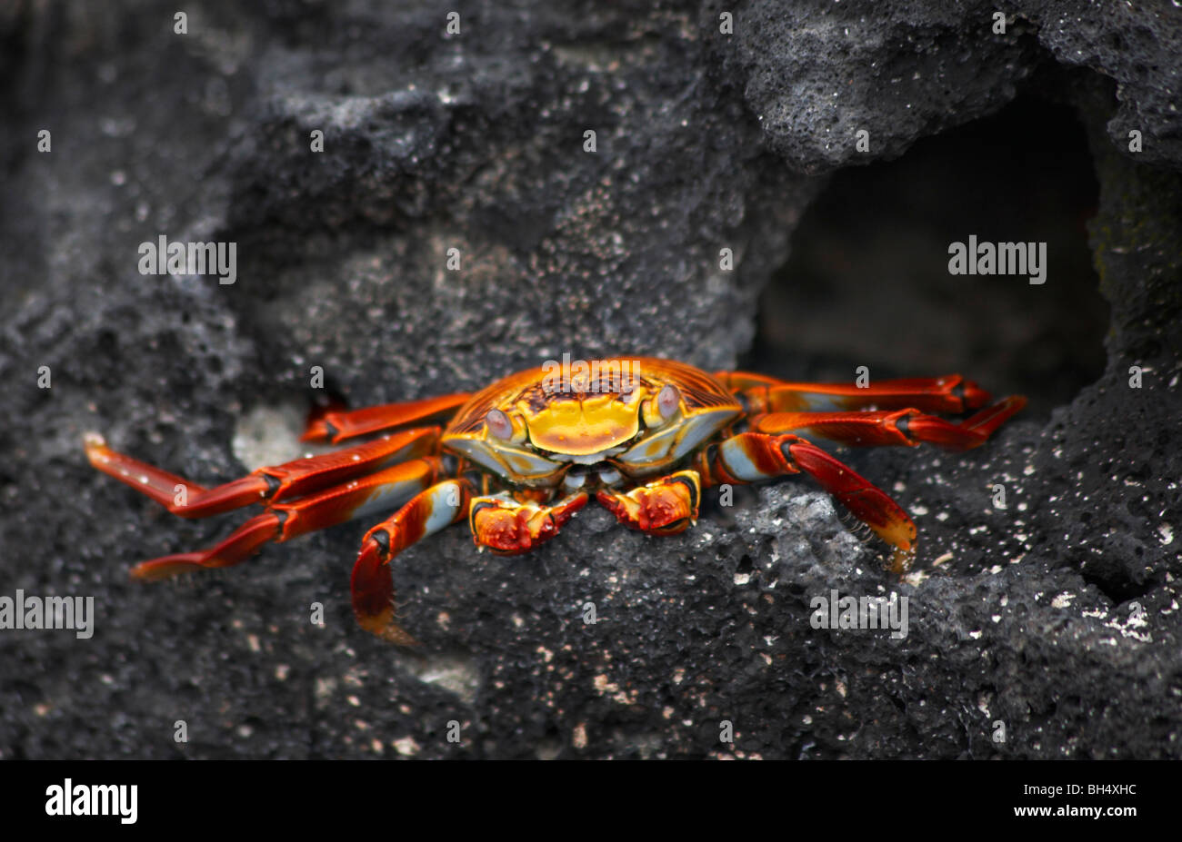 Sally Lightfoot crab (Grapsus grapsus) sat on rock at South Plaza Islet ...