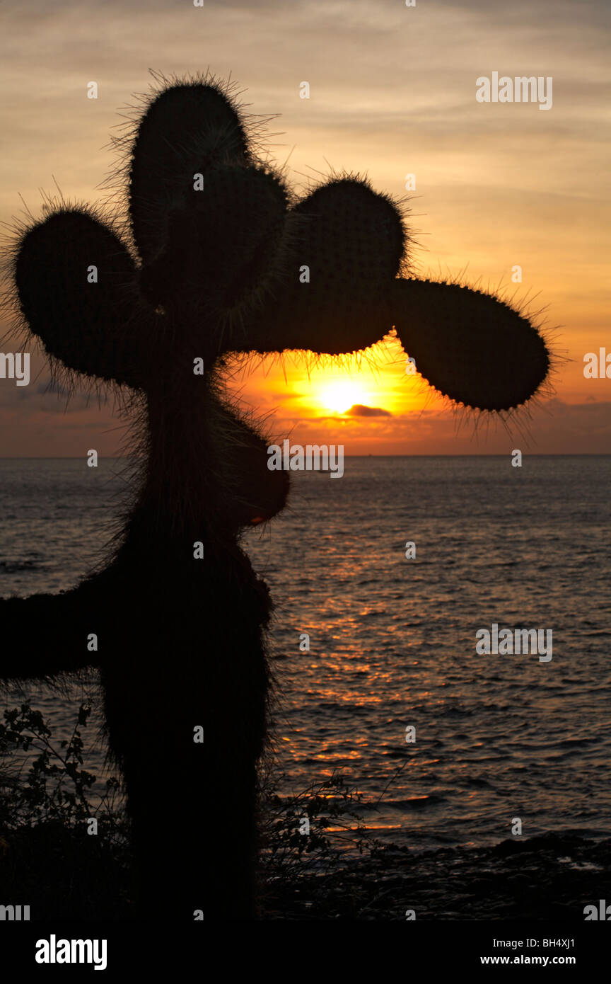 Giant Droopy Prickly Pear Cactus High Resolution Stock Photography and ...