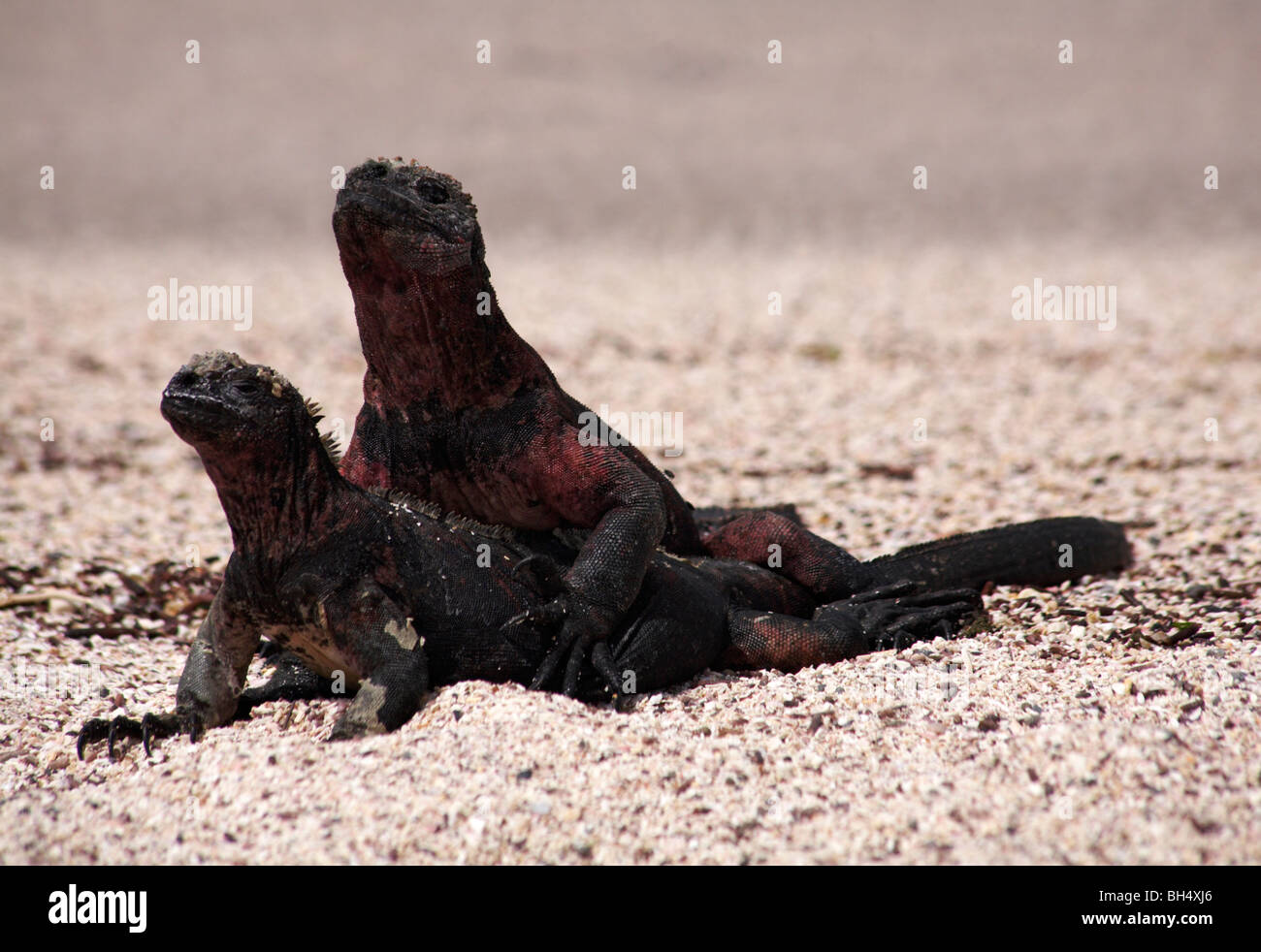 Galapagos Marine Iguana High Resolution Stock Photography and Images ...