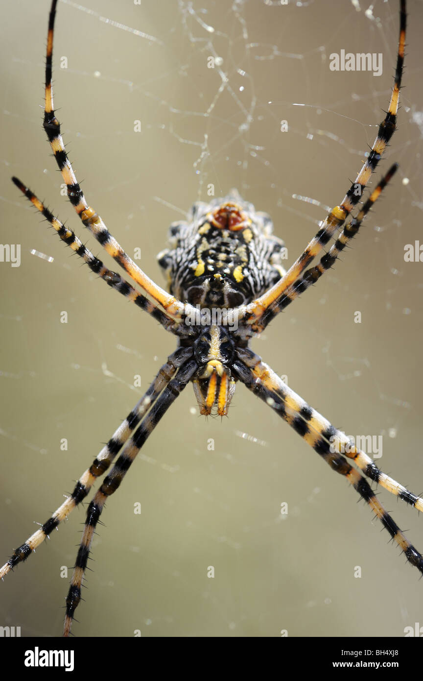 Female Garden orb-web spider Stock Photo - Alamy