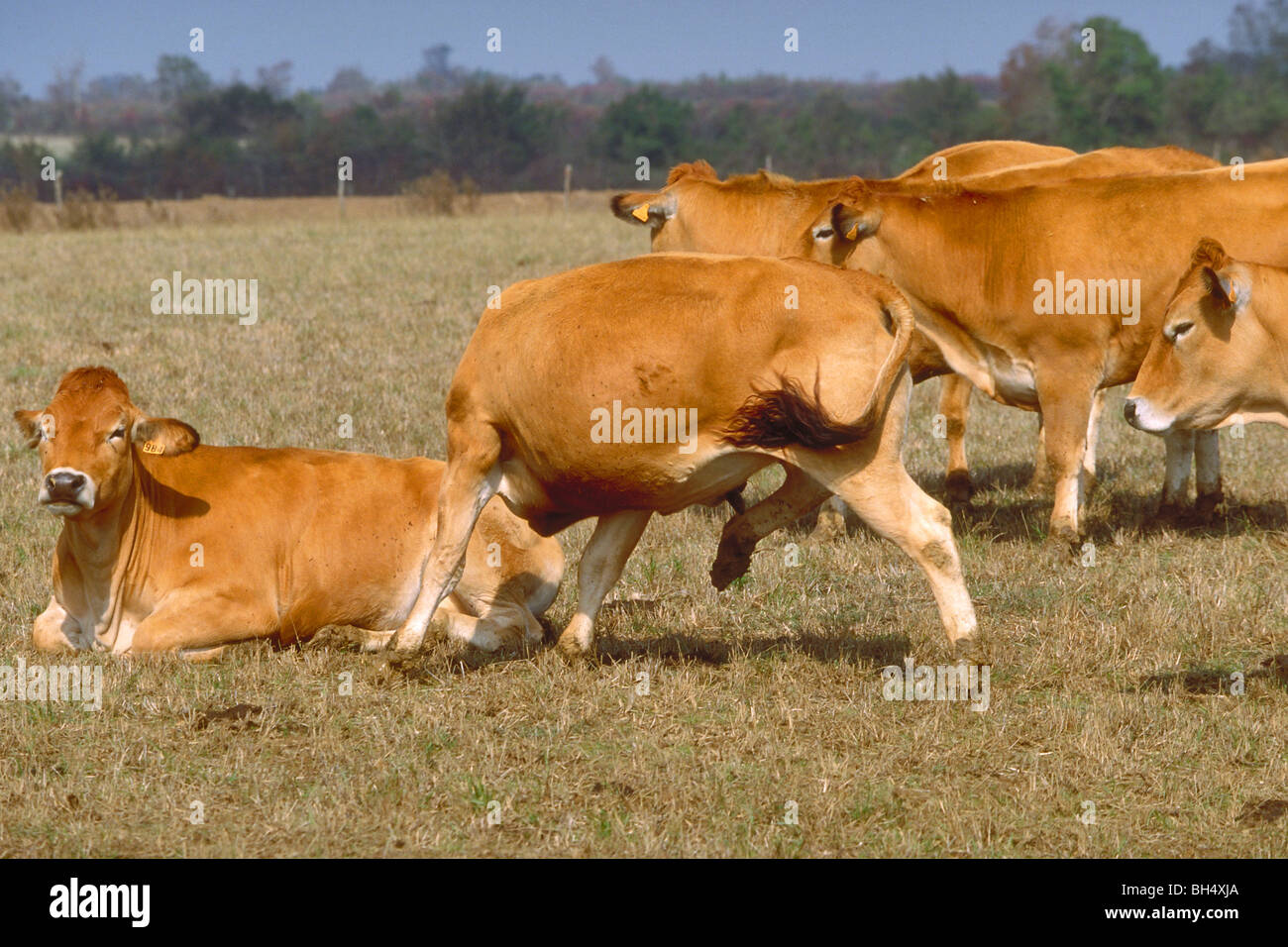 HERD OF PARTHENAISE COWS Stock Photo - Alamy