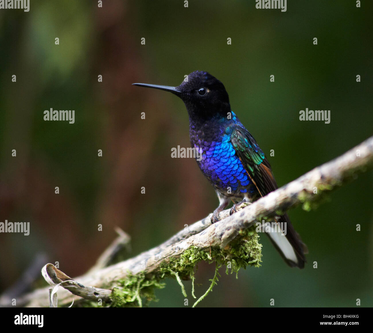 Velvet purple coronet hummingbird hi-res stock photography and images ...