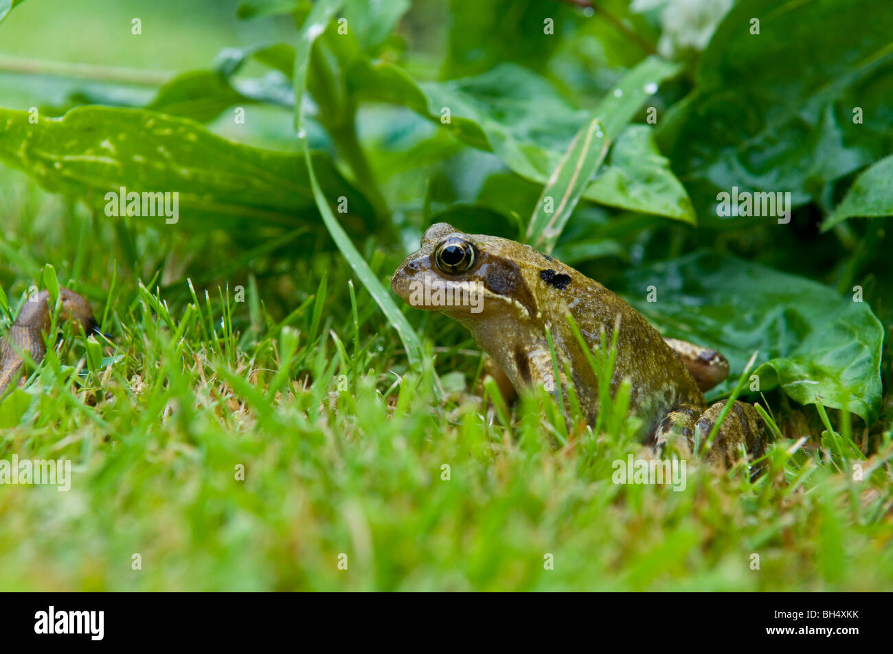 Frog watching slug in Thetford Stock Photo - Alamy