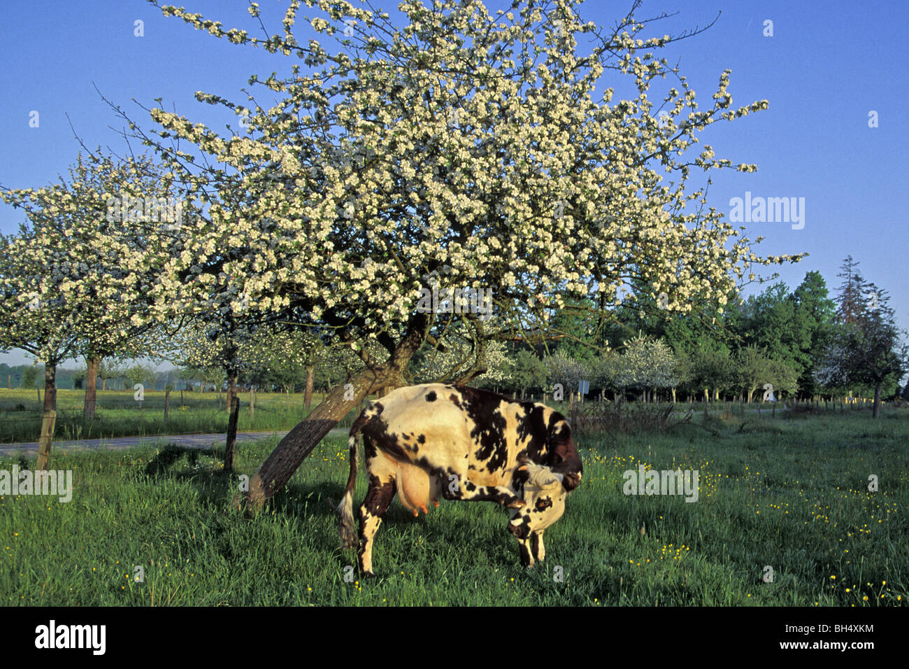NORMANDY COW UNDER THE FLOWERING APPLE TREES Stock Photo - Alamy