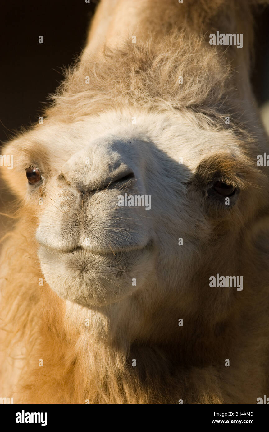 Camelus bactrianus, Bactrian Camel Stock Photo - Alamy