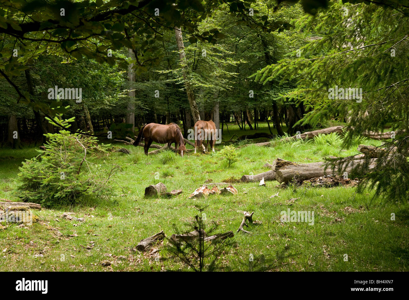 New Forest ponies grazing in open field between trees Stock Photo - Alamy