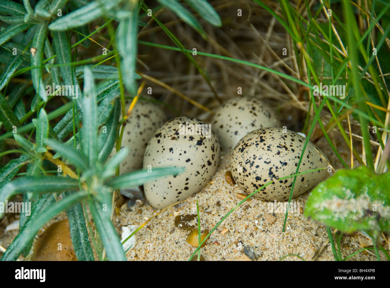 Plovers eggs hi-res stock photography and images - Alamy