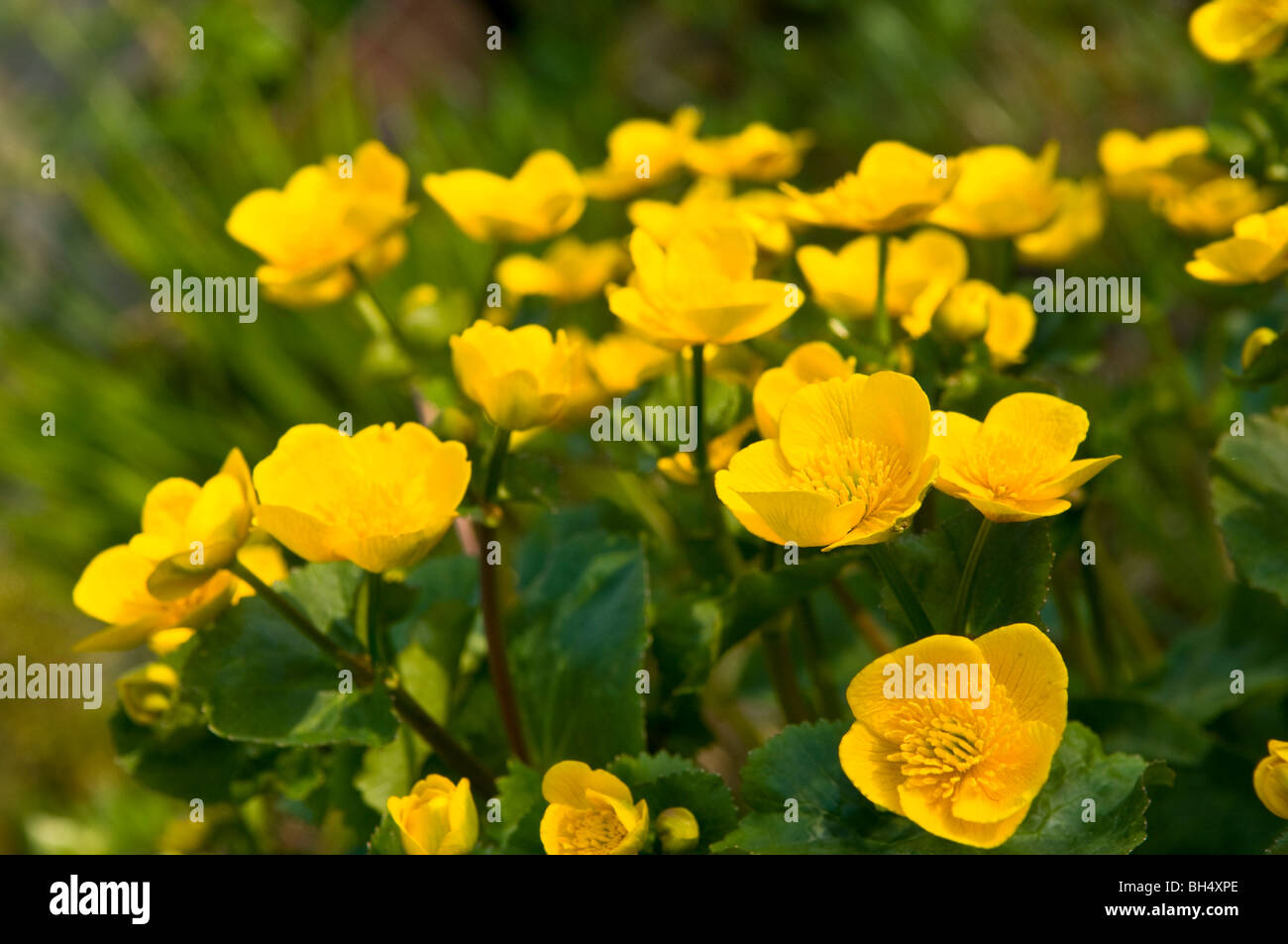 Buttercups hi-res stock photography and images - Alamy
