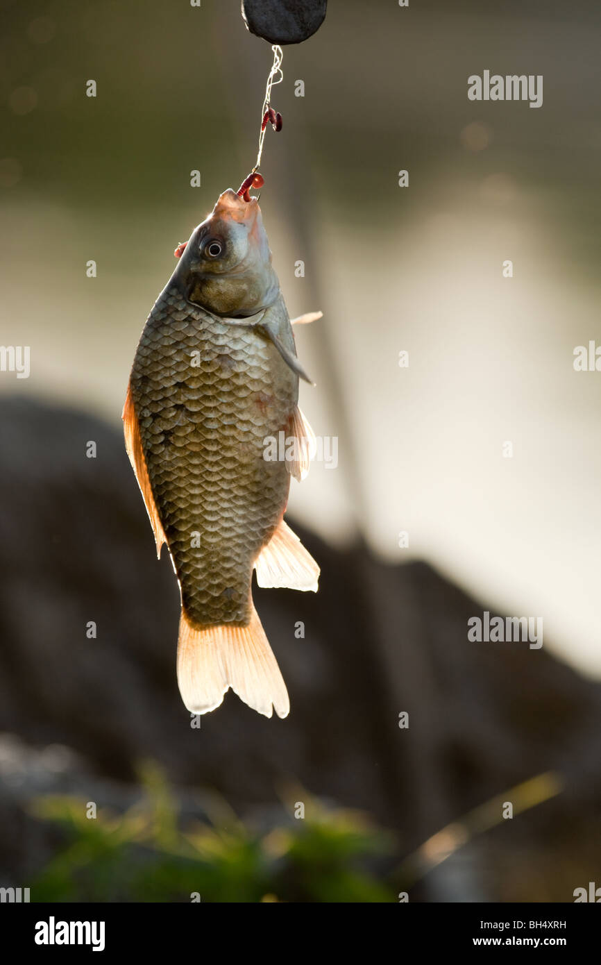 River fish caught by the fisherman Stock Photo - Alamy