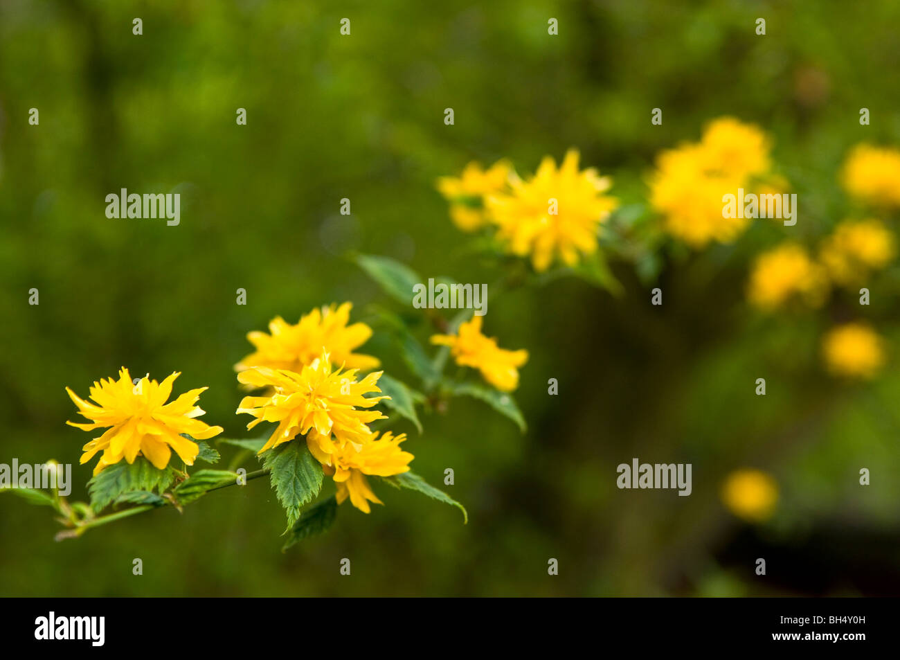 Kerria hi-res stock photography and images - Alamy
