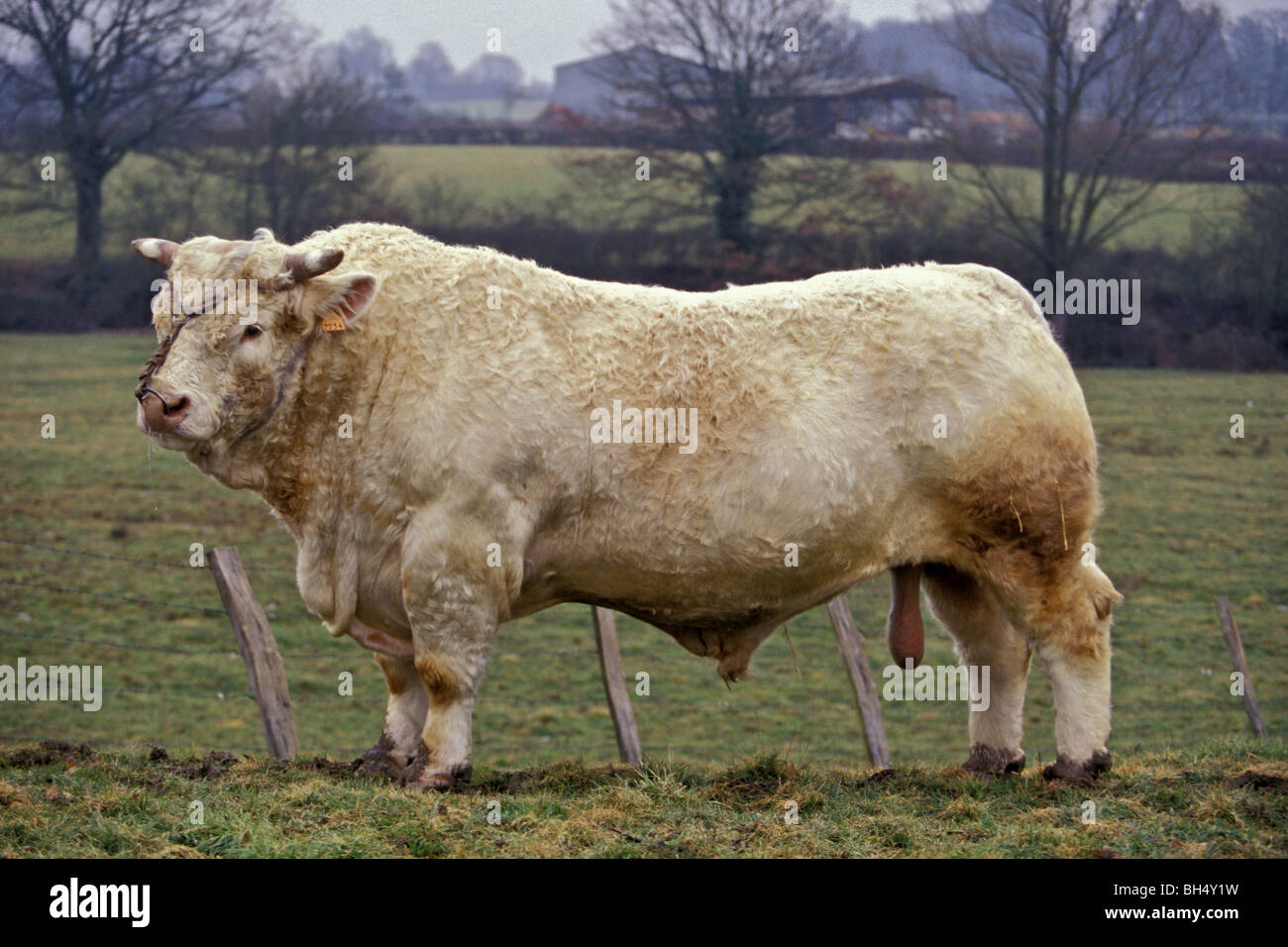 CLOSE-UP OF A CHAROLAIS BULL Stock Photo - Alamy