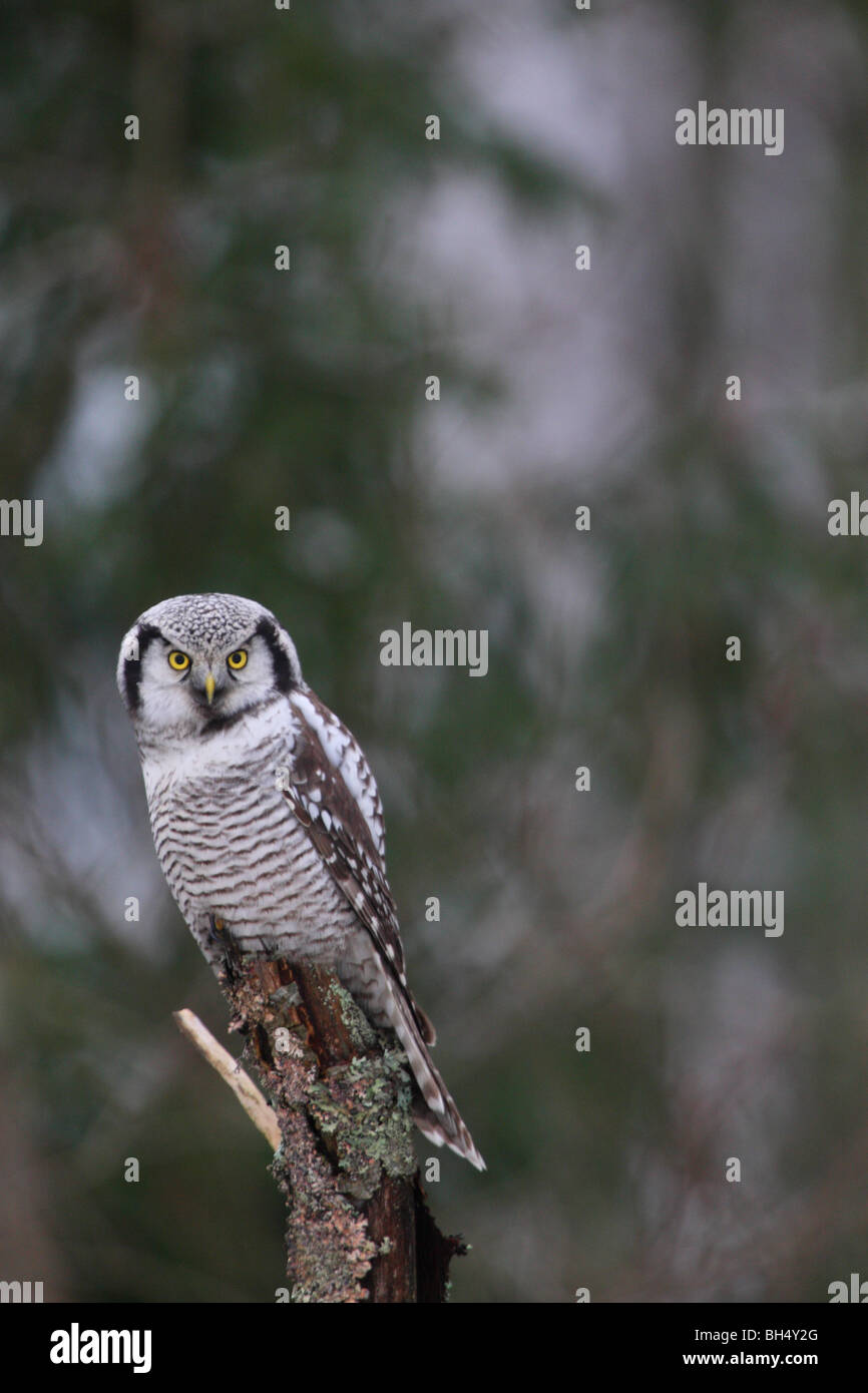 Northern hawk owl hi-res stock photography and images - Alamy