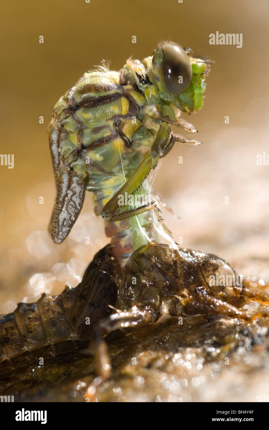 Metamorphosis of the large pincertail dragonfly (Onychogomphus uncatus ...
