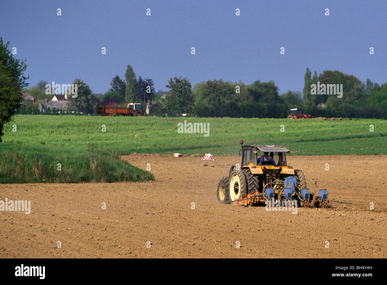 SOWING OF WHEAT Stock Photo - Alamy