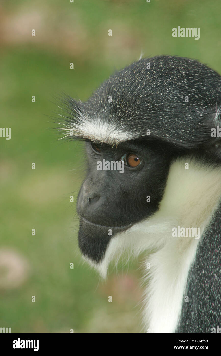 Portrait of a Diana monkey (Cercopithecus diana Stock Photo - Alamy