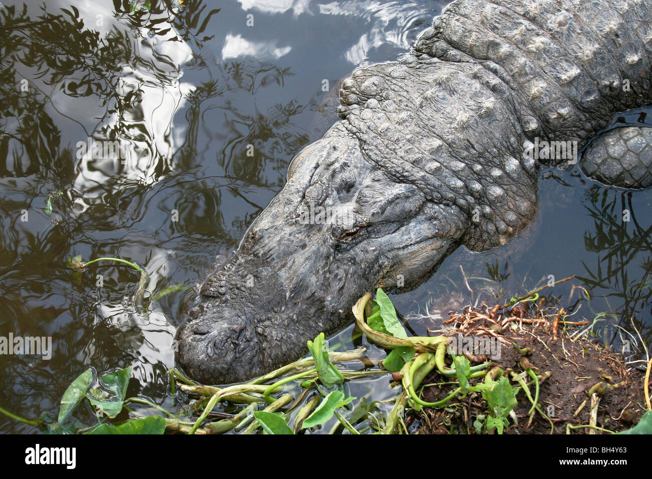 Alligator rivers hi-res stock photography and images - Alamy