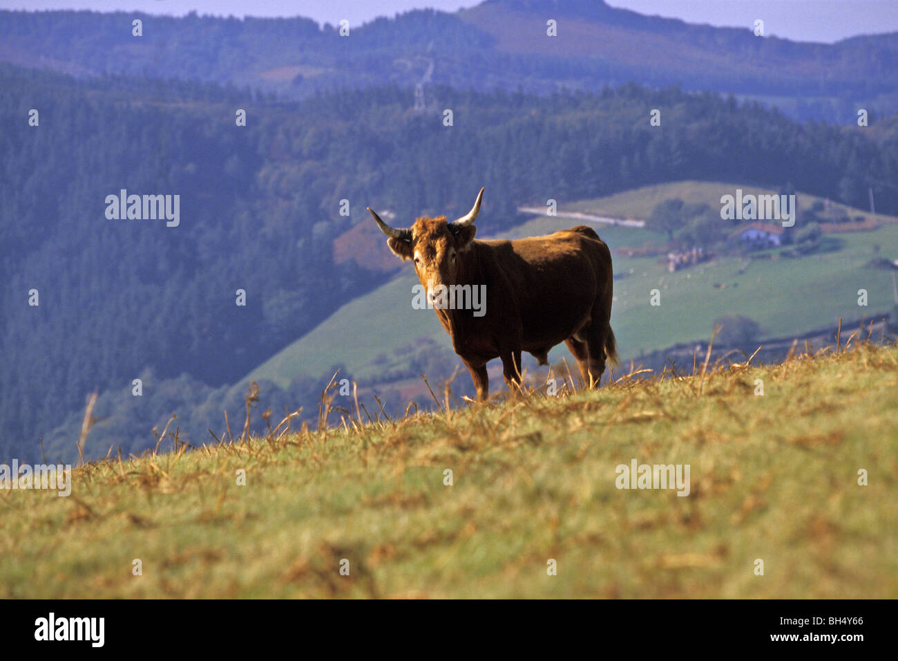 BETIZU COW ON THE COL D'IBARDIN, BASQUE COUNTRY, PYRENEES ATLANTIQUES ...