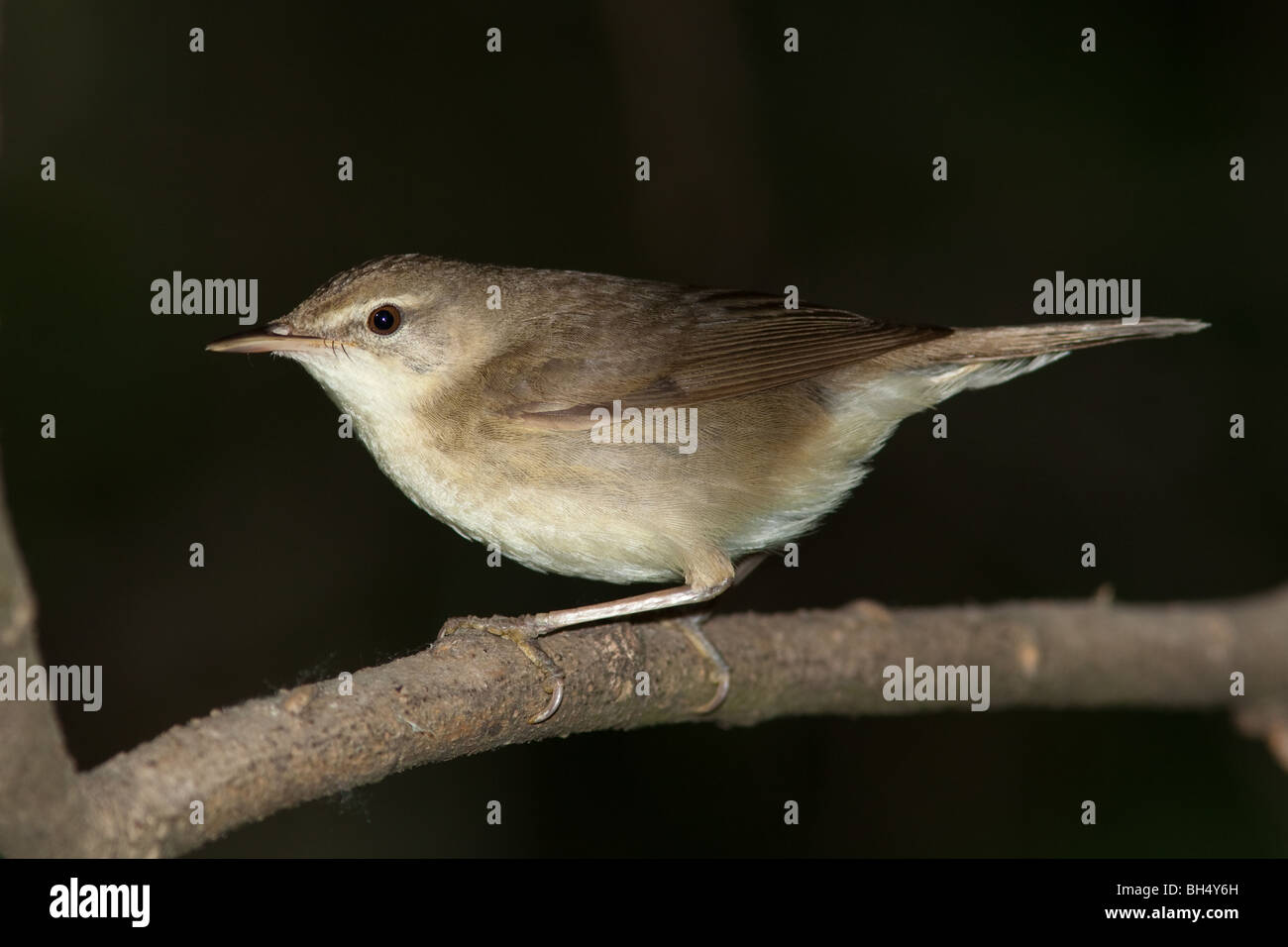 Warbler in a natural habitat. Wildlife Photography Stock Photo - Alamy