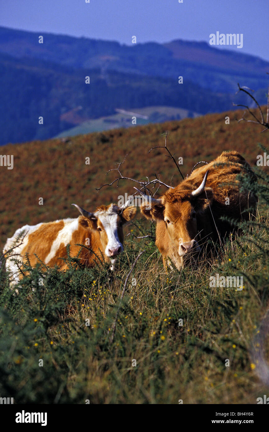 Corsican cow hi-res stock photography and images - Alamy