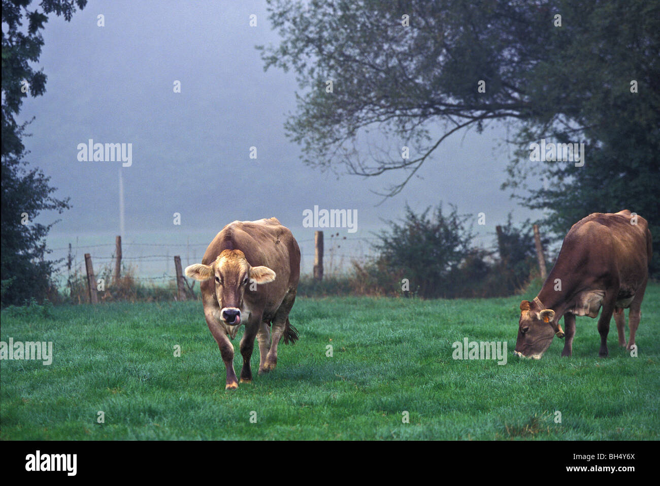 COW OF THE BRUNE BREED IN A PRAIRIE, COTE D'OR (21 Stock Photo - Alamy