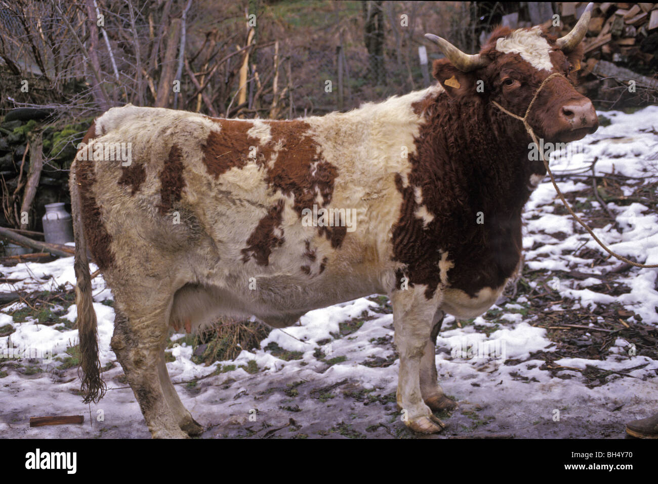 Ferrandaise hi-res stock photography and images - Alamy