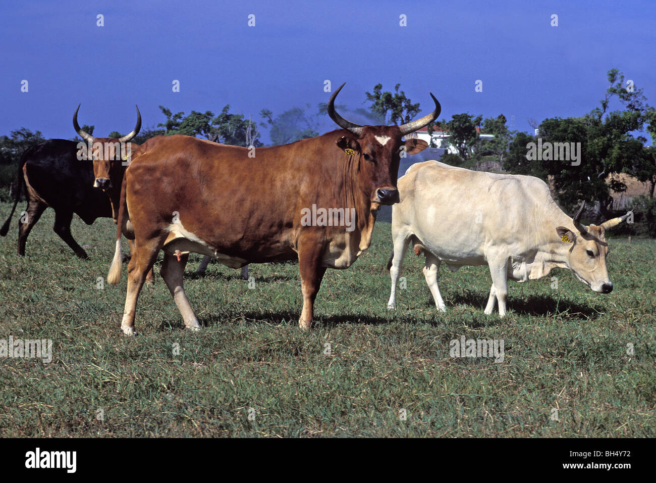 CREOLE COWS ON AN INRA PRAIRIE IN GUADELOUPE Stock Photo - Alamy