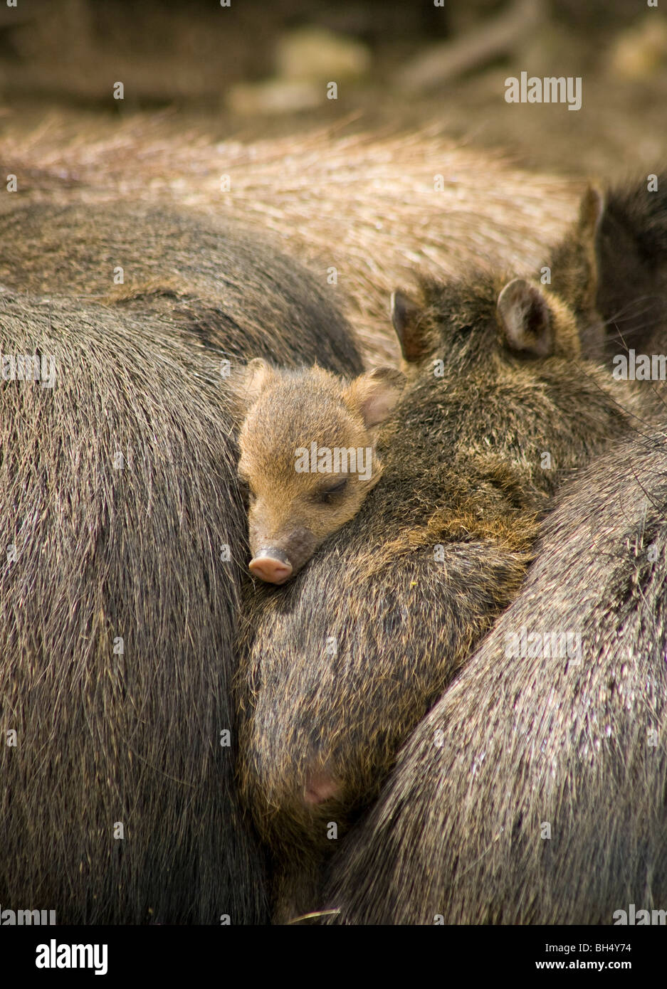 Collared Peccary piglet sleeping with it's family Stock Photo - Alamy