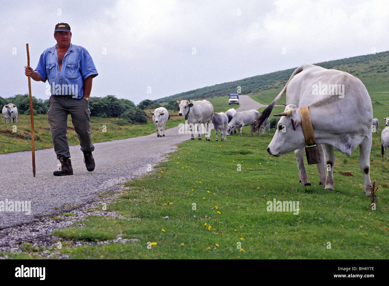 GASCON COW IN PASTURES IN THE PYRENEES AND ITS BREEDER Stock Photo - Alamy