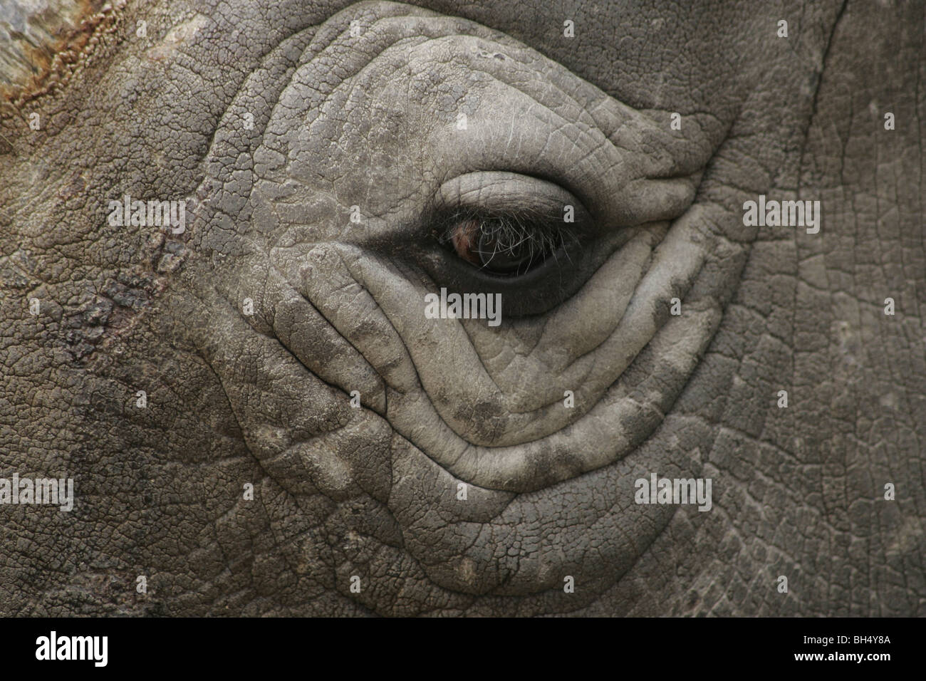 Close-up of a white rhino (Rhinocerus) eye Stock Photo - Alamy