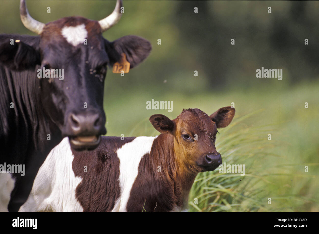 BRITON PIE NOIRE COW AND ITS CALF Stock Photo - Alamy