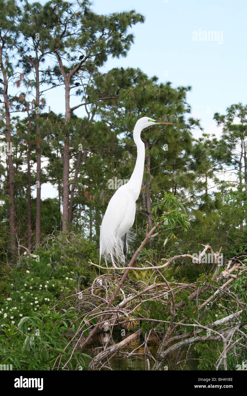 White crane bird hi-res stock photography and images - Alamy