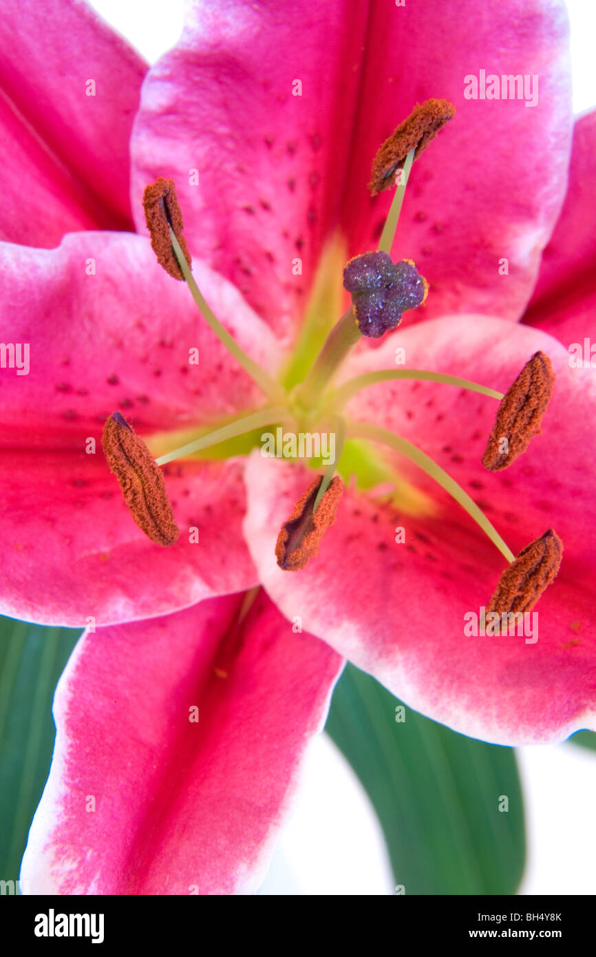 Star Gazer Lily Flower (Lilium Stargazer Stock Photo - Alamy