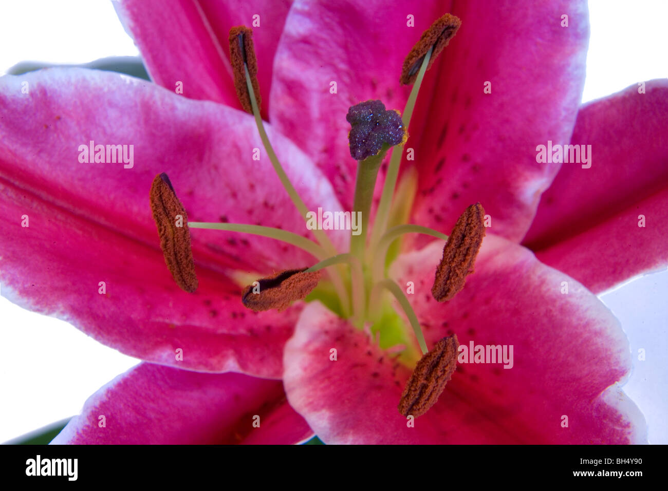 Star Gazer Lily Flower (Lilium Stargazer Stock Photo - Alamy