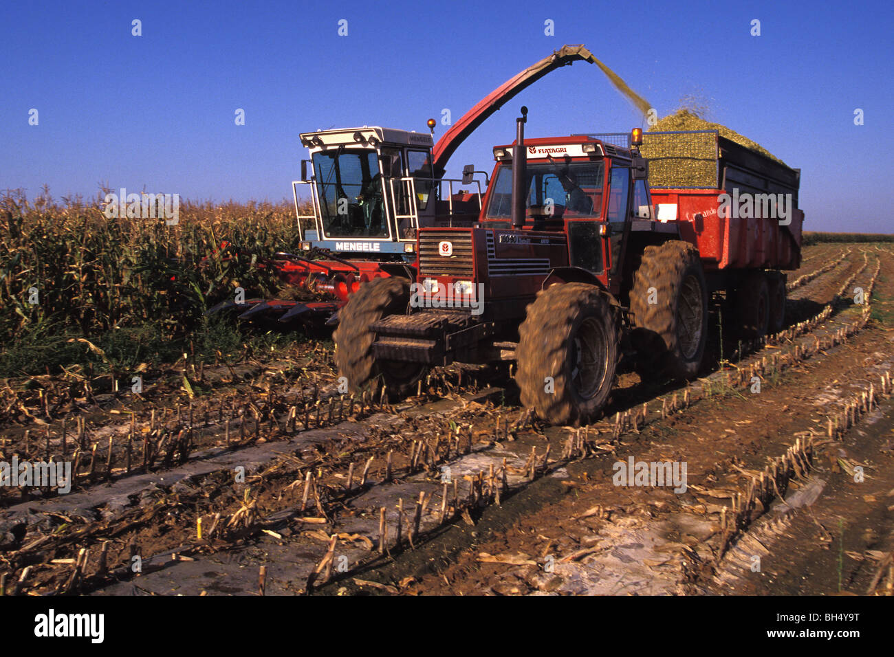 Width corn ensilage hi-res stock photography and images - Alamy