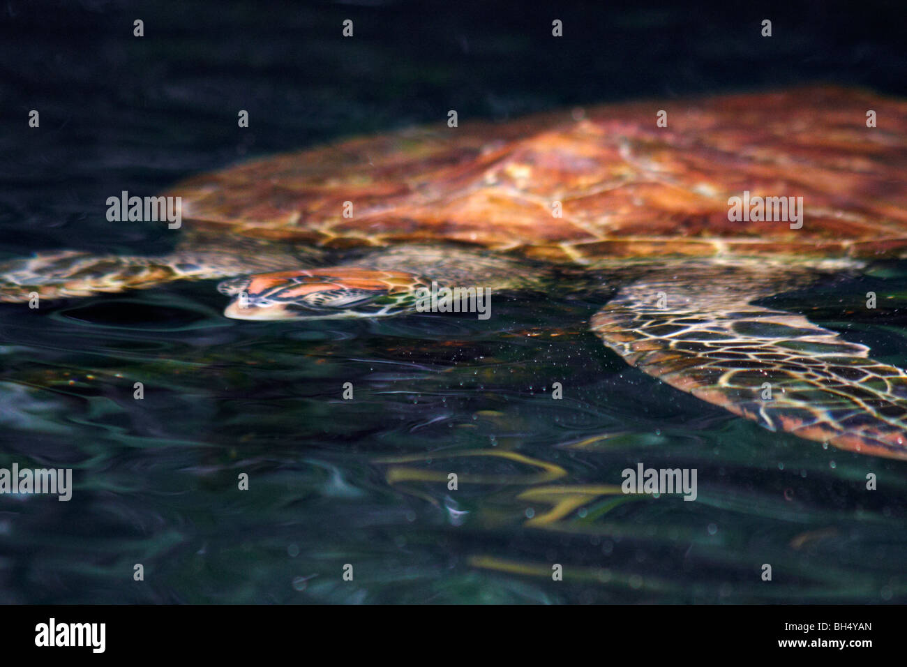 Galapagos Pacific green sea turtle (Chelonia mydas agassisi) swimming ...