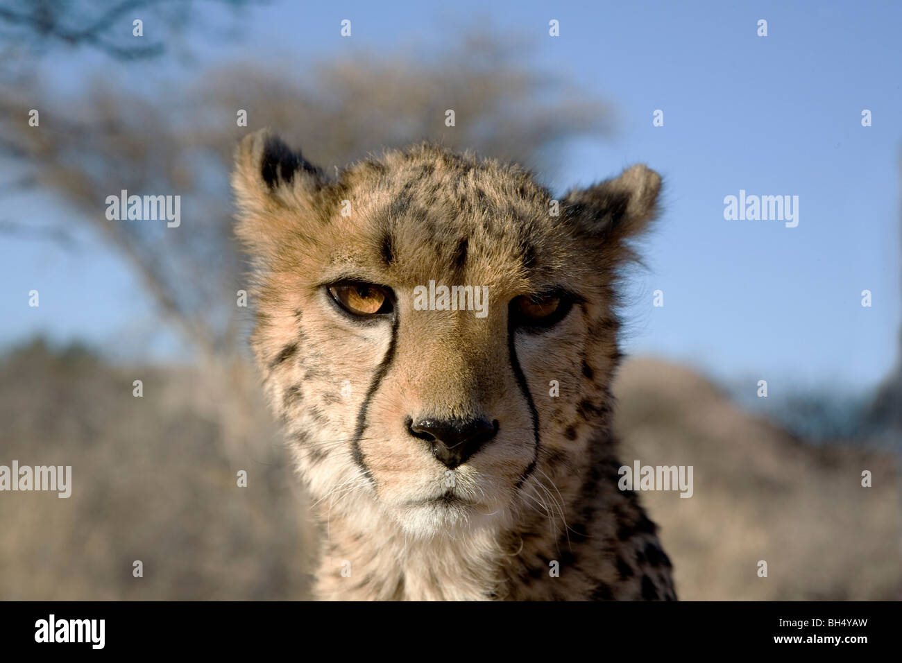 Cheetah face hi-res stock photography and images - Alamy