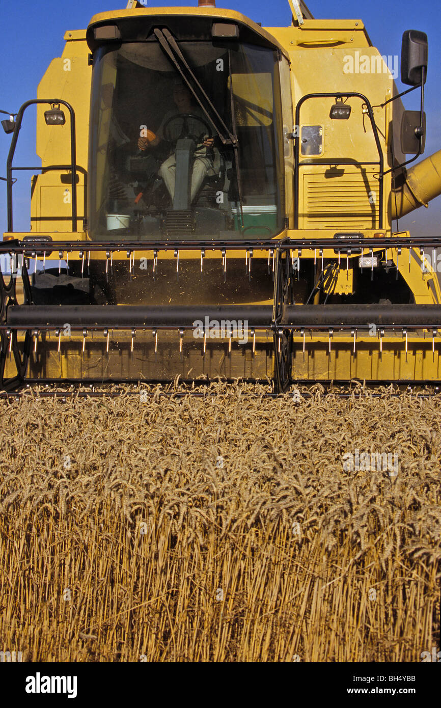 WHEAT HARVEST, COMBINE HARVESTER, EURE (27 Stock Photo - Alamy