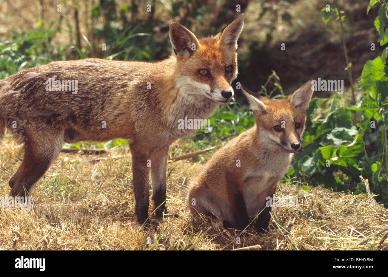 Adult red fox and its cub (Vulpes vulpes) at the British Wildlife Centrey Stock Photo - Alamy
