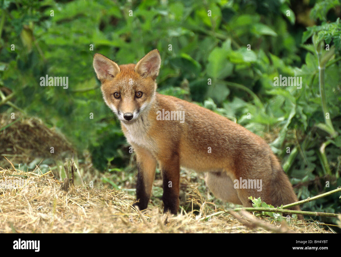 An inquisitive red fox cub (Vulpes vulpes) climbing over a bank at the ...