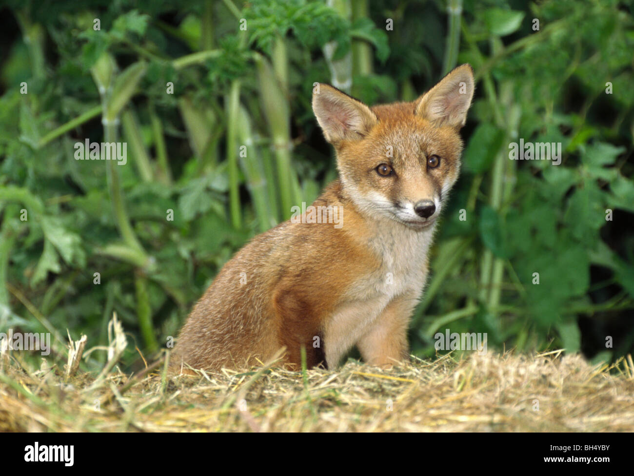 Young red fox cub (Vulpes vulpes) sitting on the edge of a bank in the ...