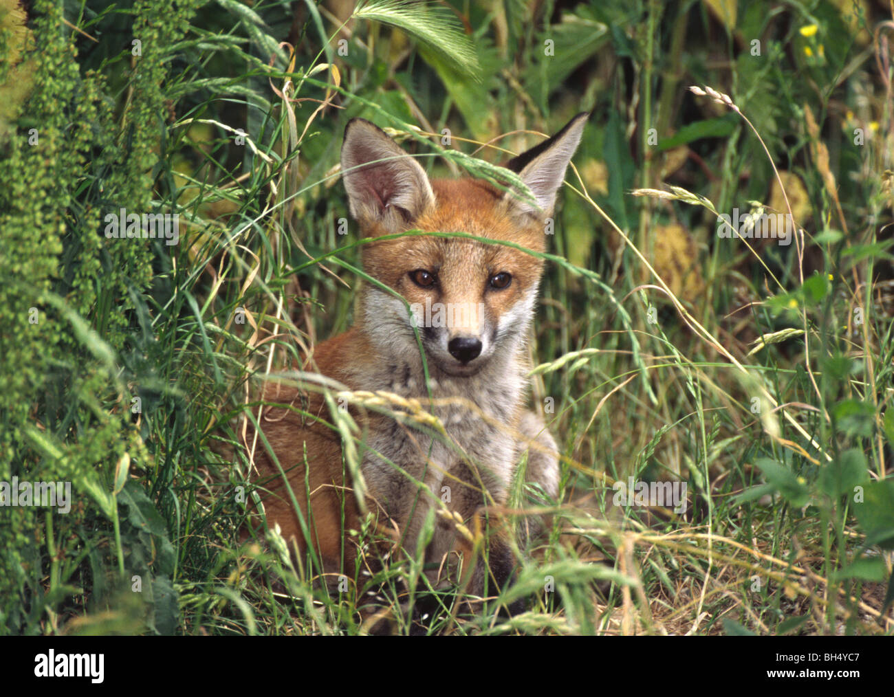 An inquisitive young red fox cub (Vulpes vulpes) peering through long ...