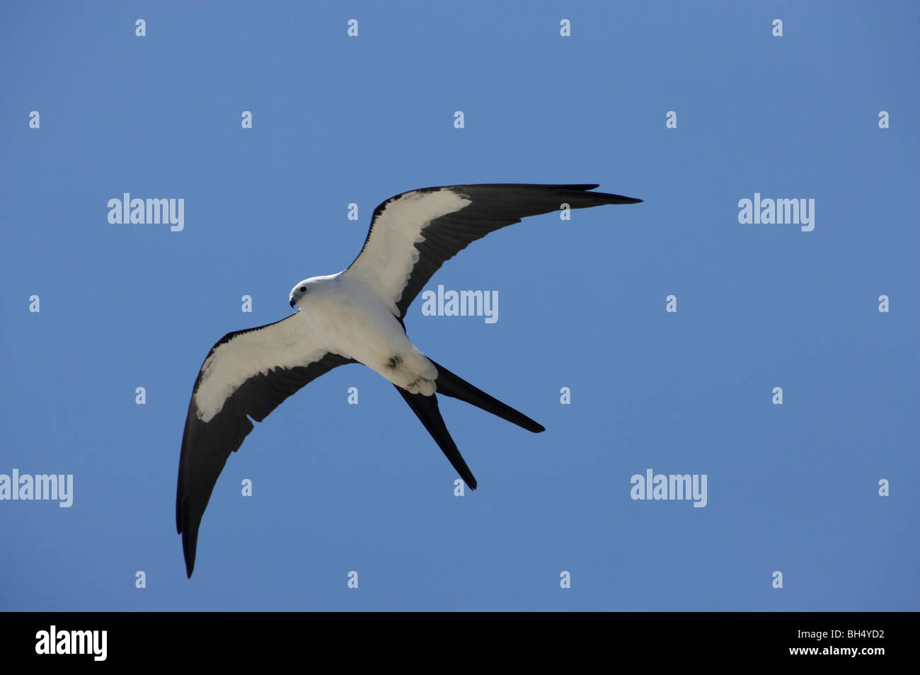 Swallow-tailed kite (Elanoides forficatus) in flight at Oscar Shearer ...