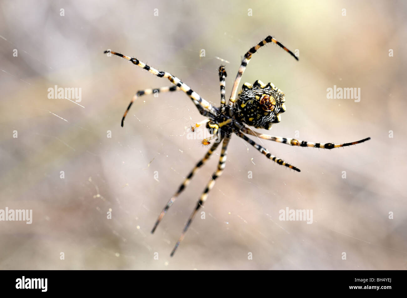 Female Garden orb-web spider Stock Photo - Alamy