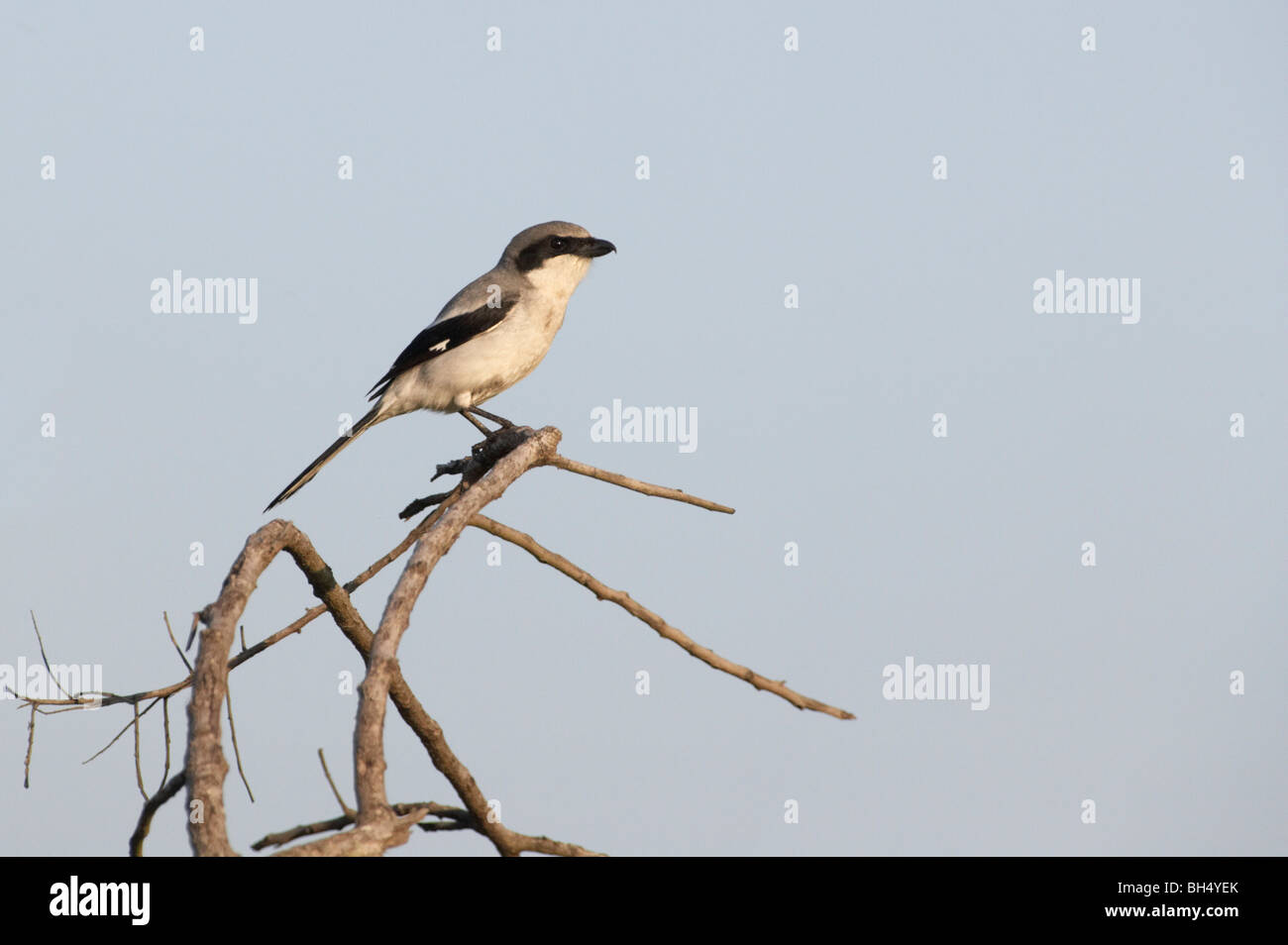 Loggerhead shrike (Lanius ludovicianus) on dead tree in mid Florida ...
