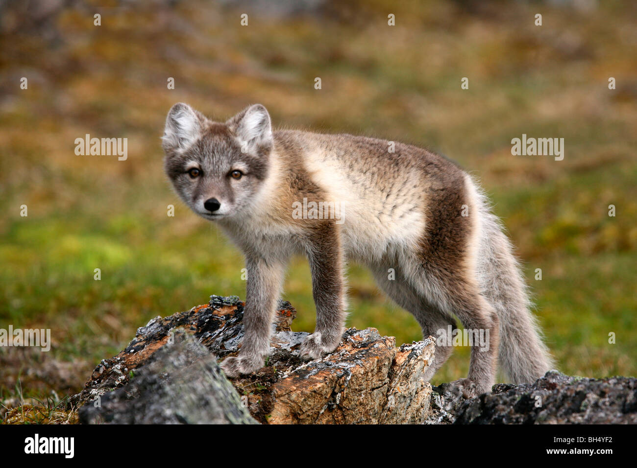 A young Arctic fox (Vulpes lagopus) on the search for food at ...